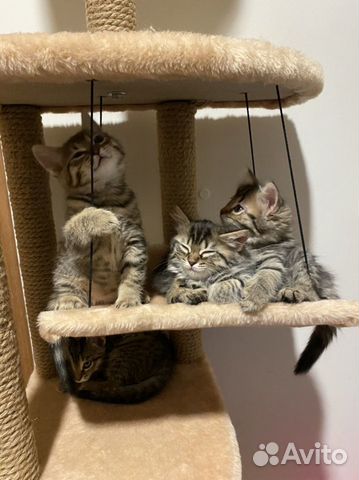 Бенгальские котята