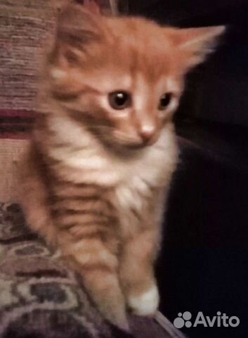 Рыжий котенок мальчик