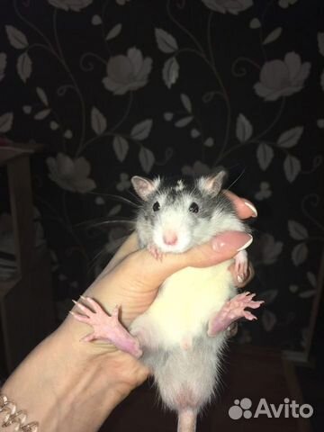 Отдам крыску-мальчика 1.5 месяцев