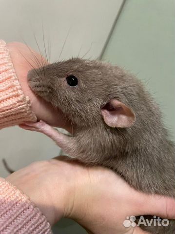 Крыса 2 штуки с клетками бесплатно