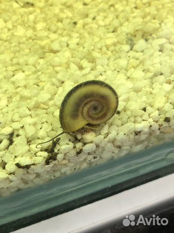 Улитка мариза