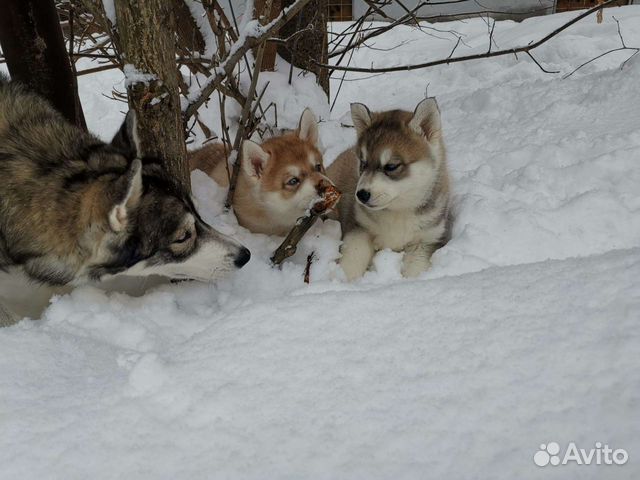 Щенки сибирской хаски