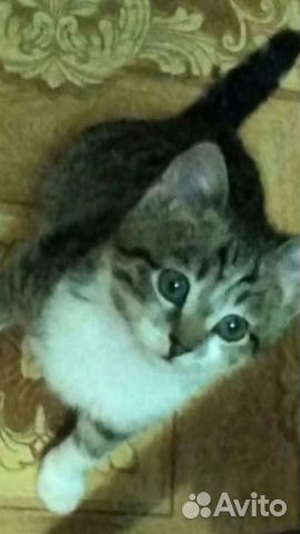 Котенок Тоша ждет своего человека