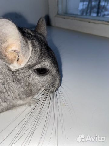 Шиншилла вязка мальчик