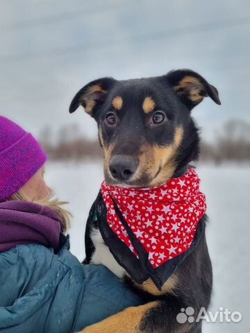Пряник ищет дом. Собака в добрые руки