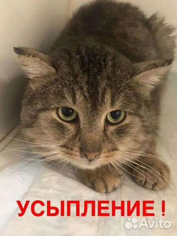 Котик в дар