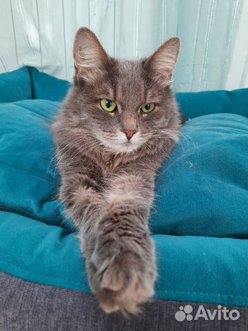 Кошечка Фанни ищет дом