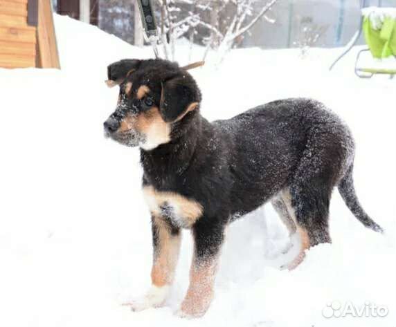 Отличный щенок, трехцветный мальчик