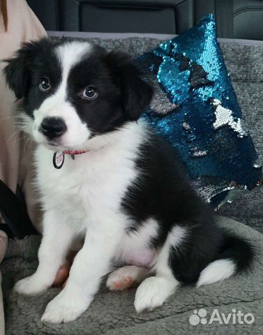 Отдам бордер колли