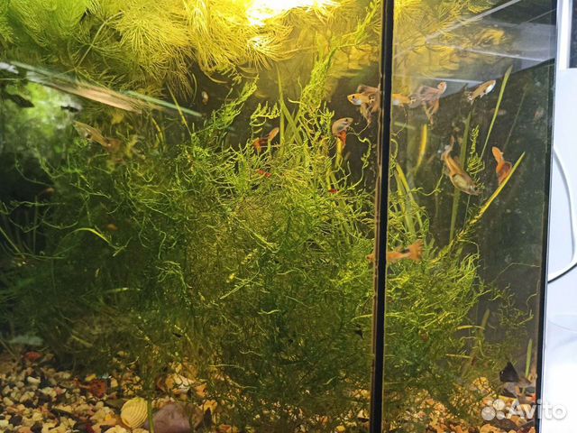 Аквариумные рыбки гуппи