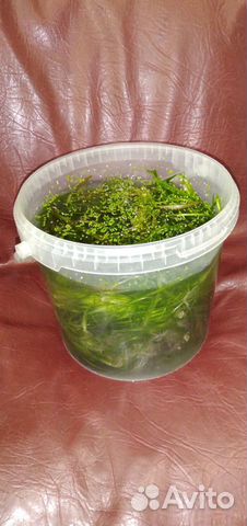 Водоросли для аквариума