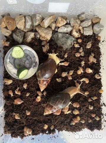 Улитки ахатины