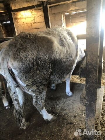 Корова стельная