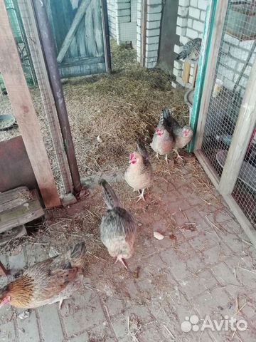 Куры легбар