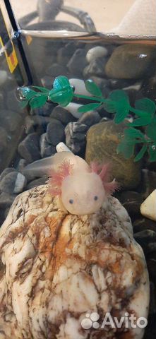 Аксолотль с аквариумом