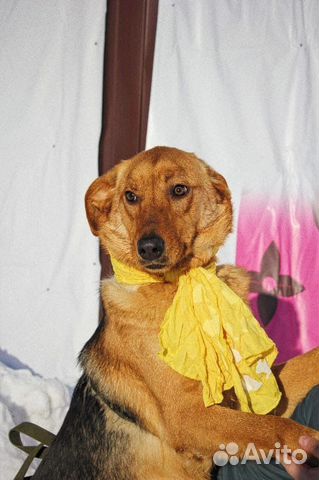 Баффи живет в приюте, подарите ей дом