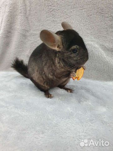 Шиншиллята девочки эбони средний 3,5 мес