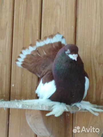 Голуби статные ленточные