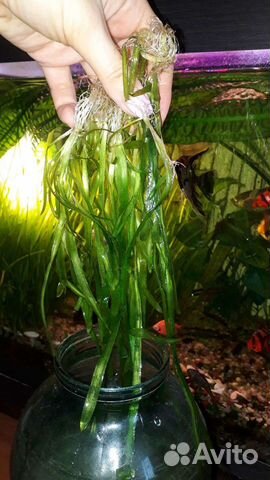 Водоросли для аквариума. Валеснерия