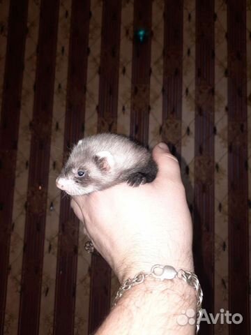 Хорек малыши