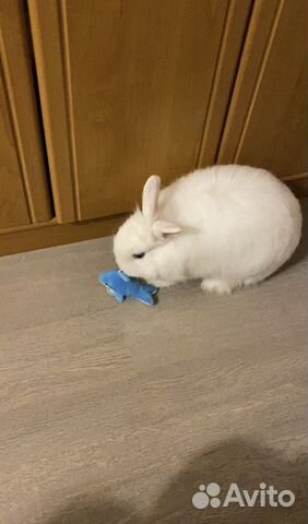 Карликовый кролик бесплатно
