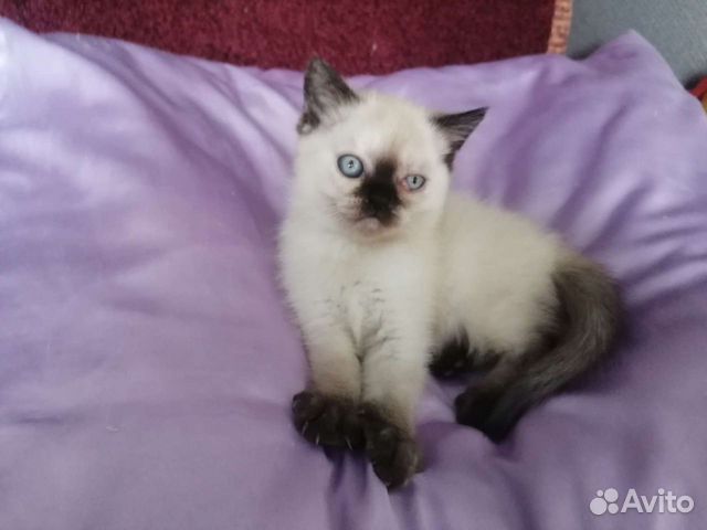 Британская кошка 2.5мес 6000тыс