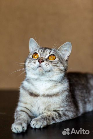Кошки в добрые руки бесплатно