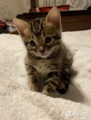 Чистокровные Бенгальские котята