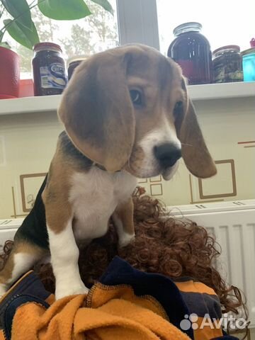 Вязка Бигль бесплатно