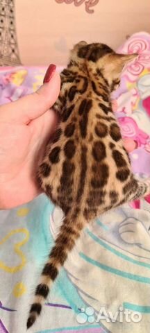 Бенгальская девочка 2