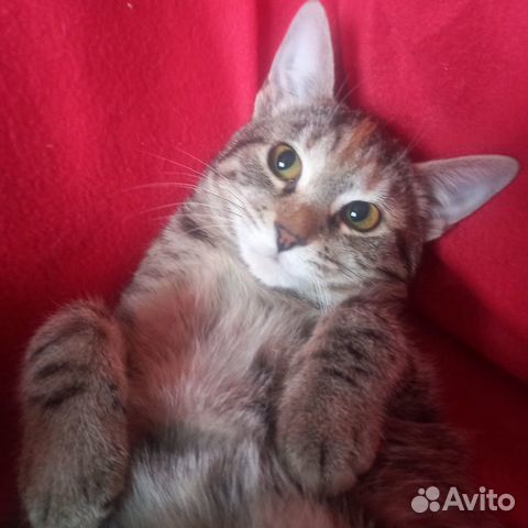 Котенок Пятнышко в добрые руки