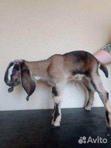 Англо нубийские козы