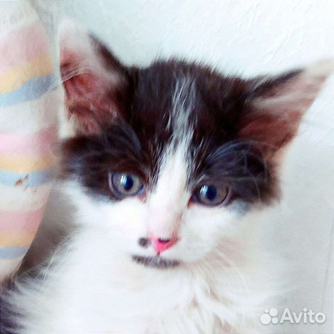 Пушистый чёрно-белый котенок Гуччи