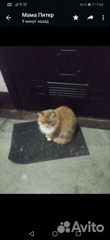 Недвижимость забрали, а кошку Машку в подъезд