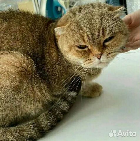 Отдам шотландскую кошеку