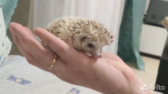 Карликовый африканский ежик