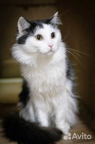 Котик пушистый