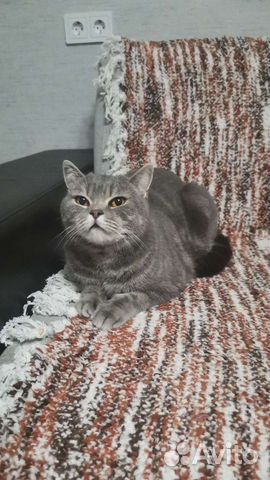 Кошка