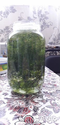 Аквариумное растение- Элодея Денса