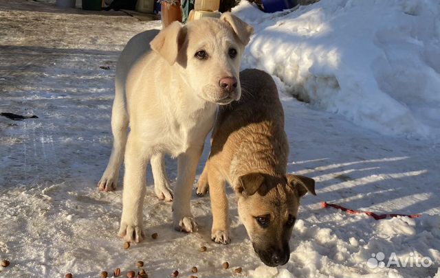 Щенки ищут дом