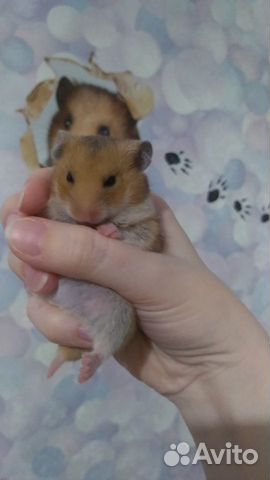 Сирийские хомячата ручные