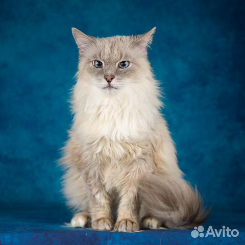 Породистая невская маскарадная кошка Диана в дар