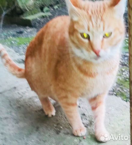 Рыжий ласковый котенок,которого бросили