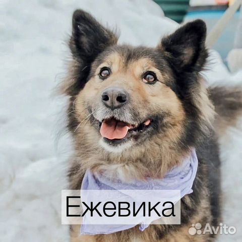 Отдам в хорошие руки, нежная ягодка Ежевика