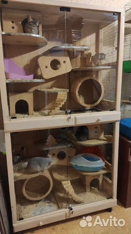 Шиншиллы с ветриной