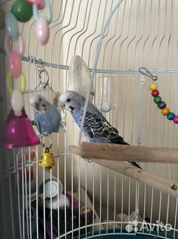 Волнистый попугай с клеткой