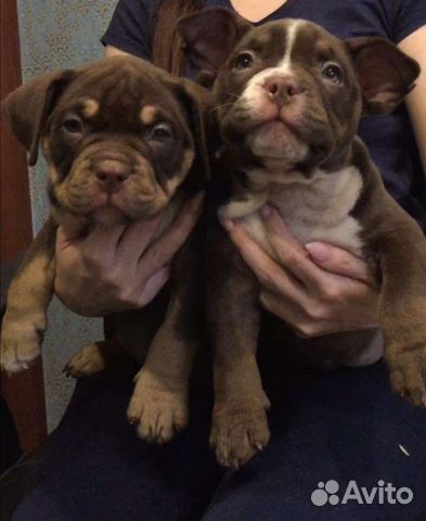 Американский булли покет щенки