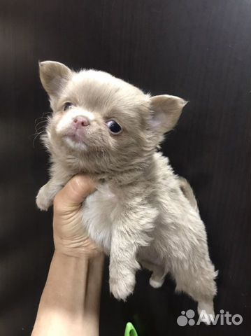 Чихуахуа лиловая Бейба