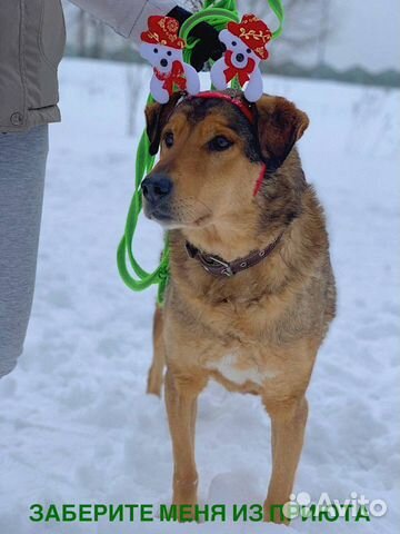 Собака в добрые руки