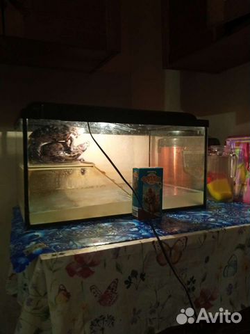 2 Красноухие черепахи с аквариумом